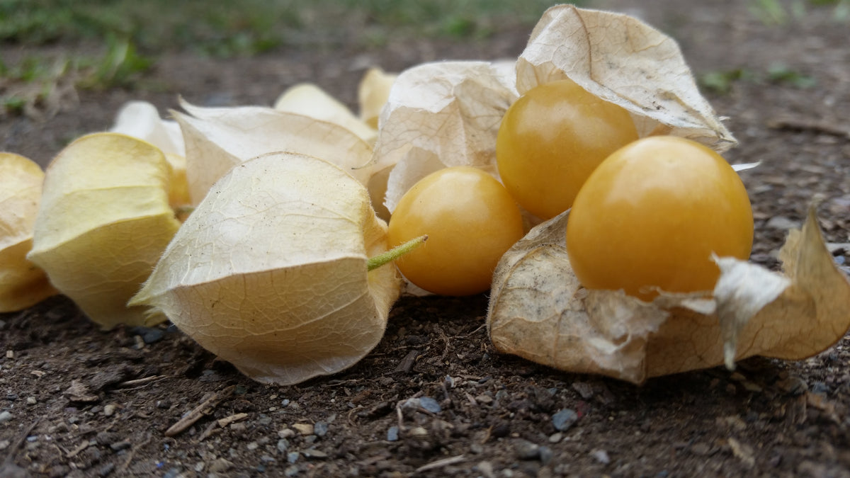 Cerise de terre – Ferme Coop du Moulin