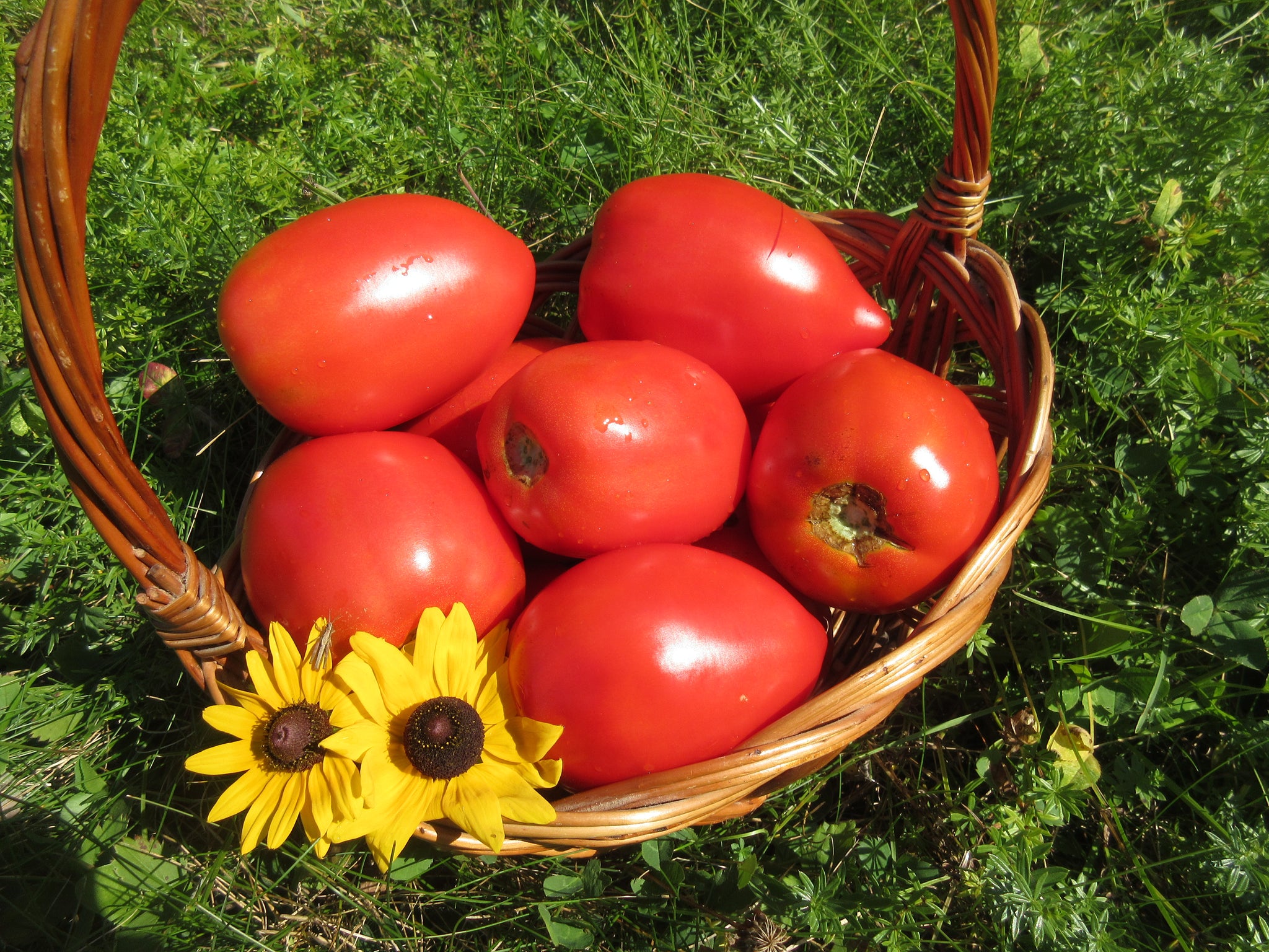 Graines de Tomate Amish Paste - Semences bio – Ferme Coop du Moulin